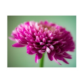 Pamela Plummer 'Mums The Word' Canvas Art - Bed Bath & Beyond - 39536115