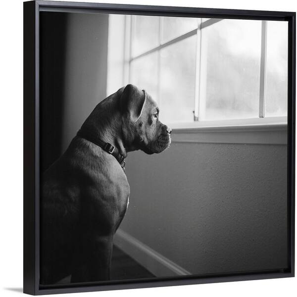 boxer dog frame