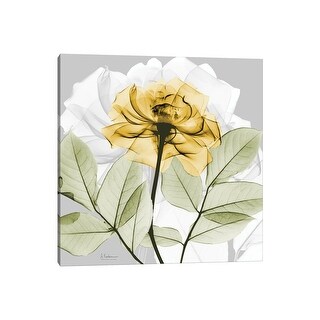 iCanvas "Rose in Gold III" by Albert Koetsier Canvas Print - Bed Bath ...