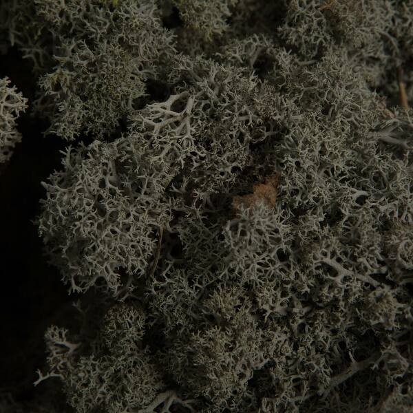 Vickerman Natural Botanicals 9 lb. Silver Grey Reindeer Moss, Preserved ...