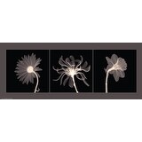 ''Translucent Floral Trio'' by Anon X-Rays Art Print (8 x 20 in.) - Bed ...