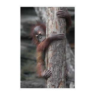 a cautious look down Independent baby Photography Art Print/Poster ...