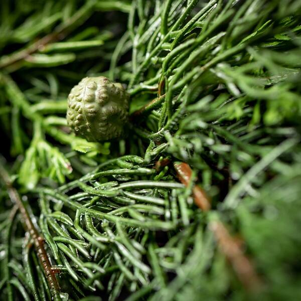 6'L Sullivans Lush Cypress & Berry Garland, Green Christmas Garland ...