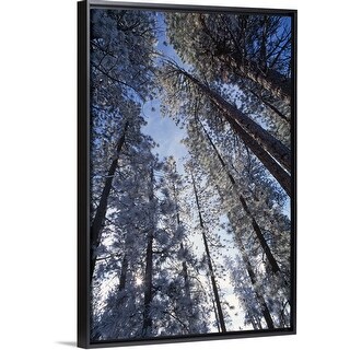 "Low Angle View Of Pine Trees" Black Float Frame Canvas Art - Bed Bath ...