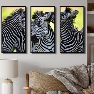 Designart "Zebras Socializing and Kissing" Animal Framed Canvas Wall ...