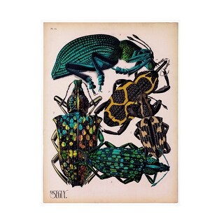 Print Collection 'Insects Plate 6' Canvas Art - Bed Bath & Beyond ...