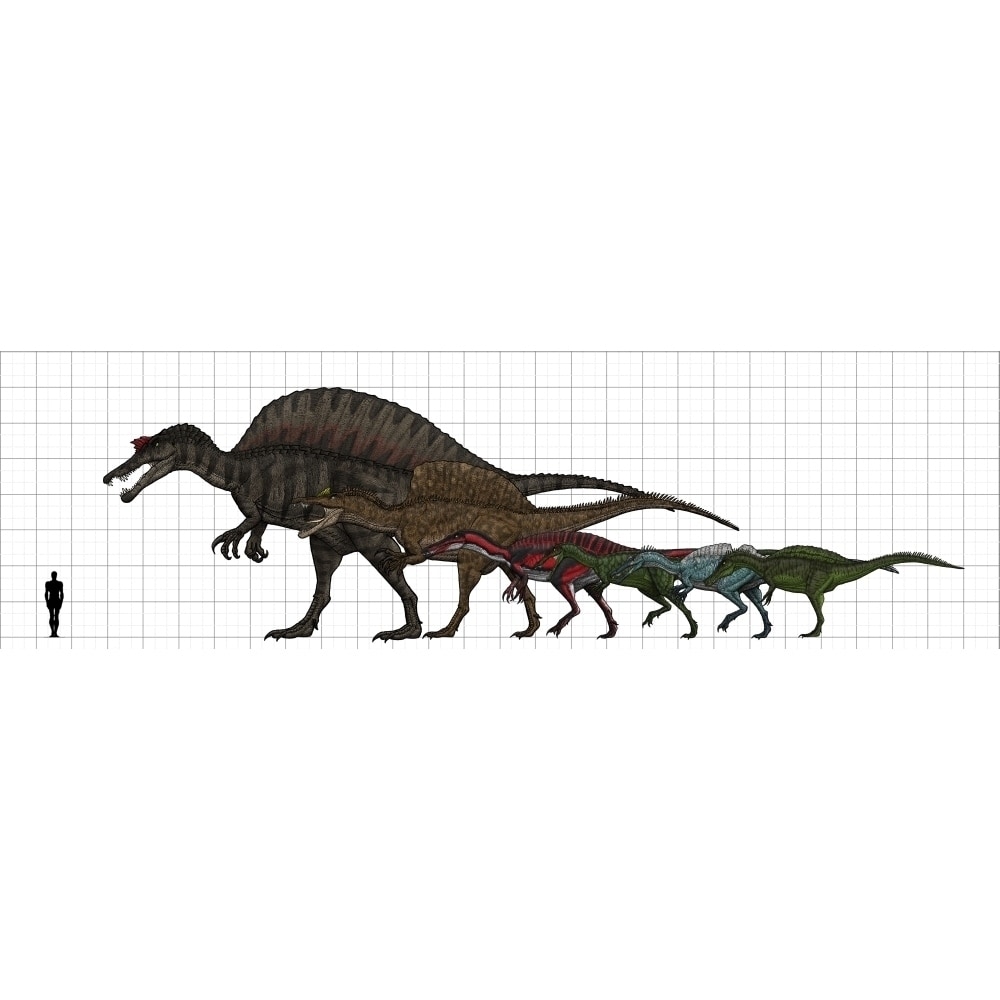 spinosaurus size chart