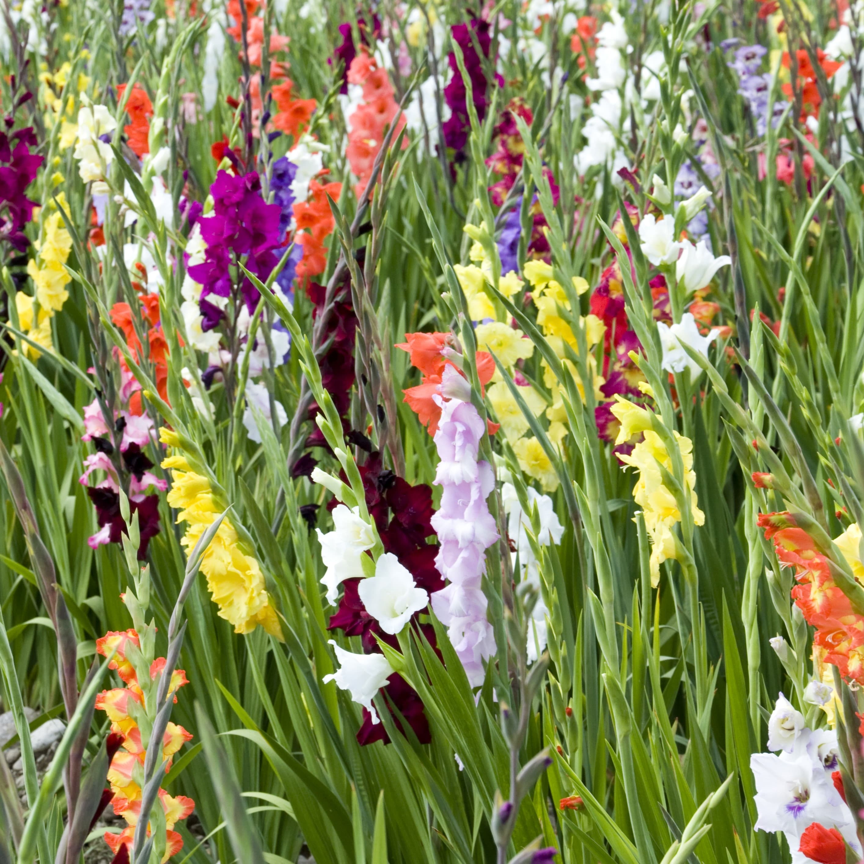 mixed gladiolus