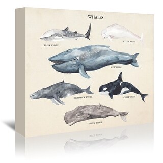Americanflat - Unframed Wall Canvas Whale Species Ii by Samantha Ranlet ...