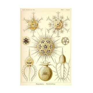 Print Collection 'Phaeodaria Radiolaria' Canvas Art - Bed Bath & Beyond ...