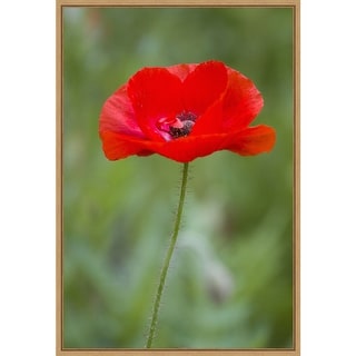 Red Poppy Flower by Richard & Susan Day Framed Canvas Art - Bed Bath ...