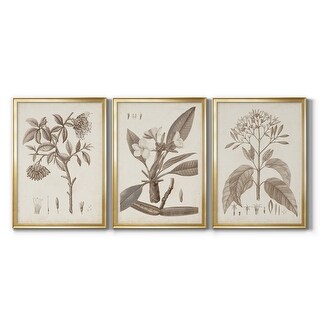 Antique Sepia Botanicals I Premium Framed Canvas - Ready to Hang ...