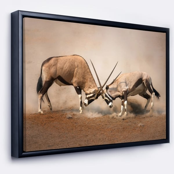 gemsbok fighting