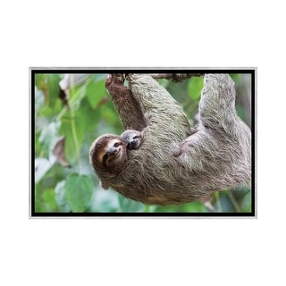 iCanvas "A Grinning Brown-Throated Sloth And Her Baby, Corcovado ...