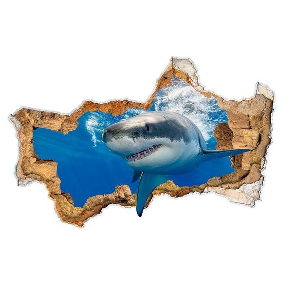 shark illusion