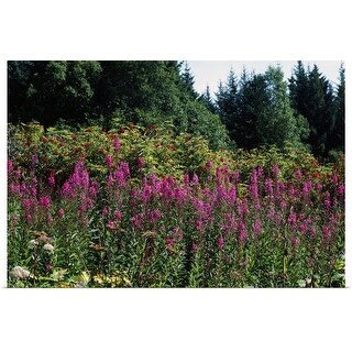 "Pink fireweed wildflowers (Epilobium angustifolium) in bloom, Alaska ...