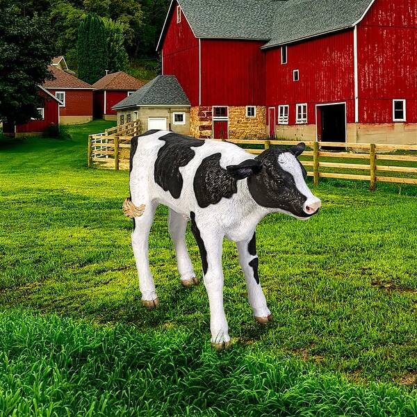 holstein calf size