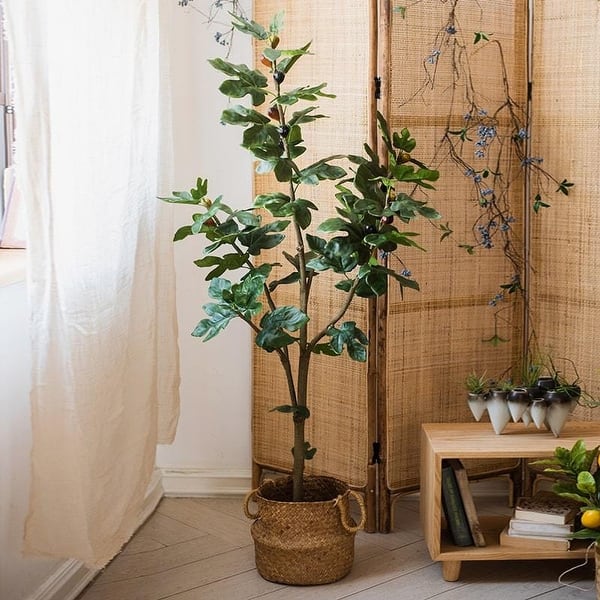 fig fruit tree indoor