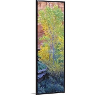 "Cottonwood tree in a forest, Escalante National Park, Utah" Black ...