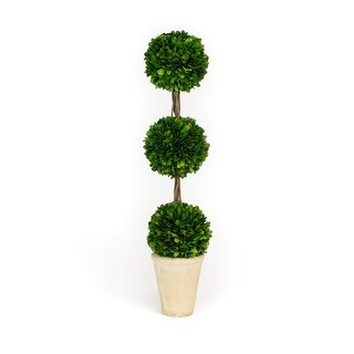 Preserved Boxwood Triple Ball Topiary - 24 Inch Min-1 - Bed Bath ...