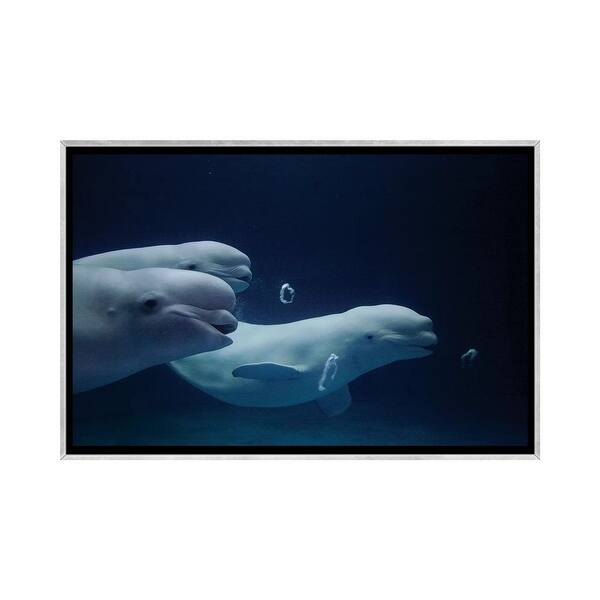 iCanvas "Beluga Whale Trio Blowing Toroidal Bubble Rings, Play Behavior ...