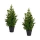 Potted Pine Tree (Set of 2) - Green - Bed Bath & Beyond - 37791786