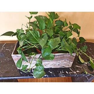 Large Black Alabaster Planters - Bed Bath & Beyond - 34743842