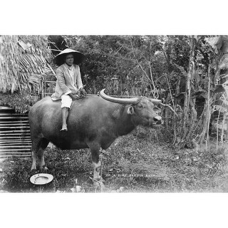 Philippines C1900. /Na Filipino Farmer Riding A Carabao In The ...