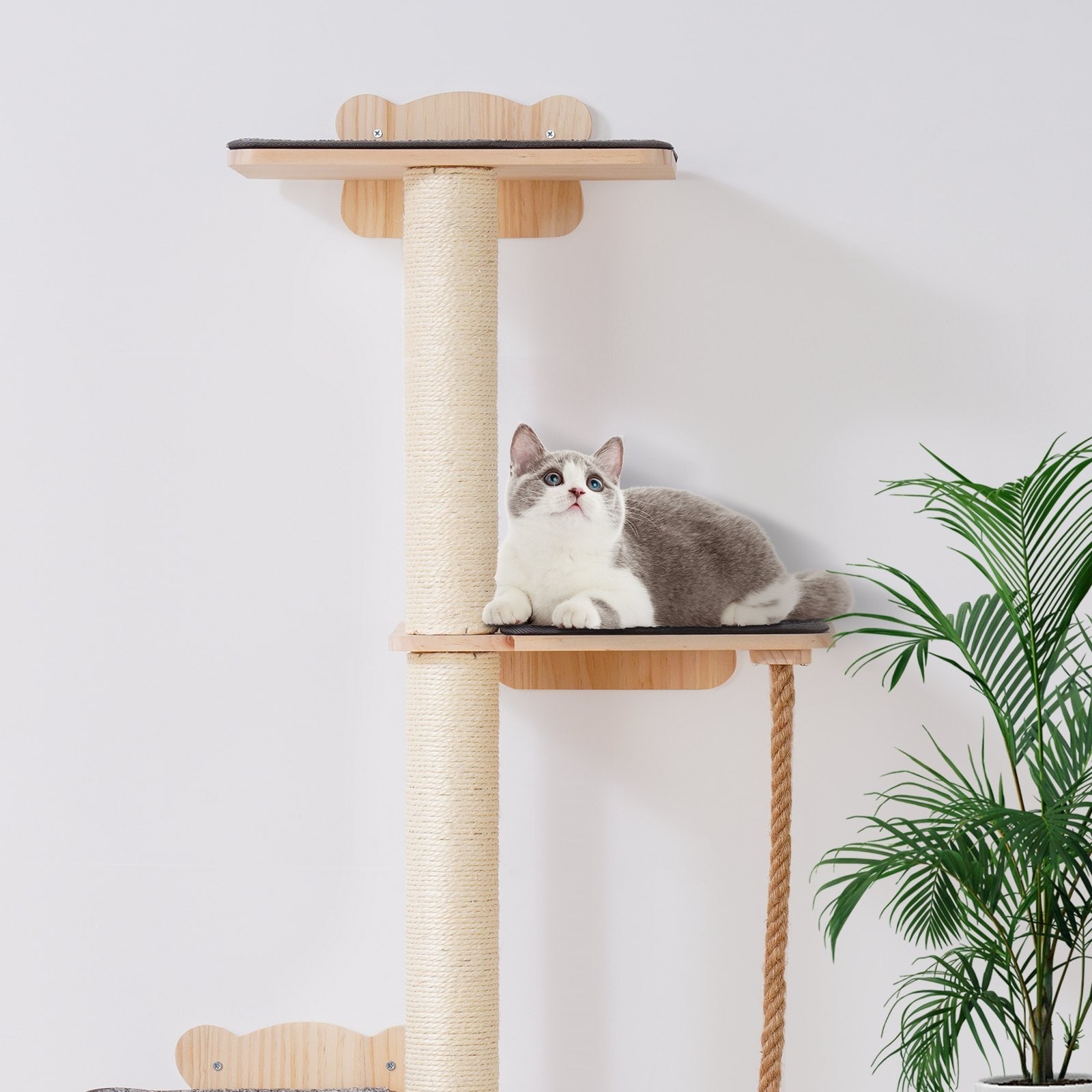 cat climbing set