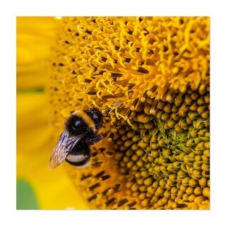 Black and yellow striped bee Photography Botany Art Print/Poster - Bed ...