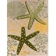 Nourison Aloha Coastal Starfish Indoor/Outdoor Area Rug - Bed Bath ...