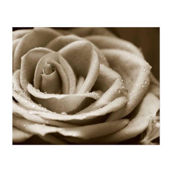 Floral Series 14 sephia Photography Black White Rose Art Print/Poster ...