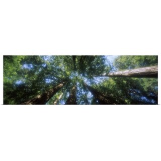 Low angle view of Sequoia trees (Sequoia sempervirens), Muir Woods ...