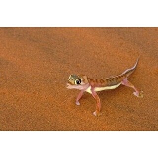 Desert Gecko Namib Desert Namibia Poster Print By Gavriel Jecan (24 X ...