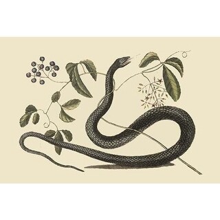 Black Snake. Fine Vintage Art Reproduction By Buyenlarge. One Of Many ...