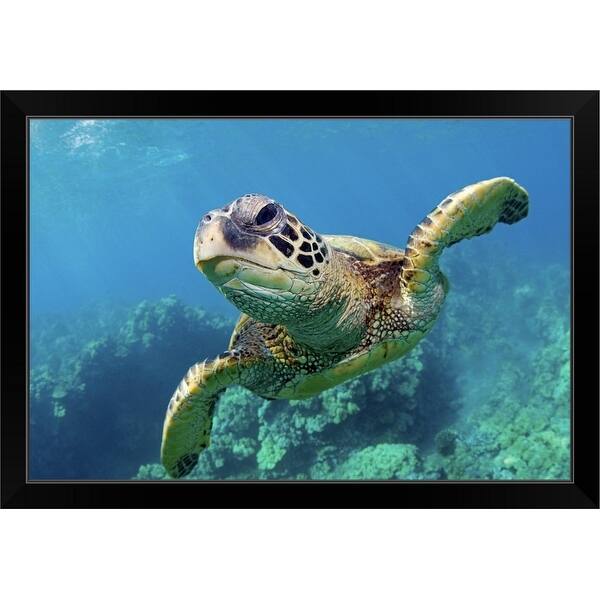 underwater tortoise
