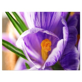 Blooming Crocus Flower - Large Floral Glossy Metal Wall Art - Bed Bath ...