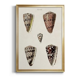 Cone Shell Collection III Premium Framed Print - Ready to Hang - Bed ...