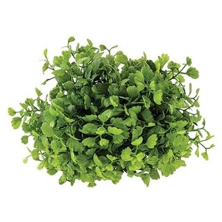 Maidenhair Fern Half Sphere, 6-1/2" - 5"H x 7"W - Bed Bath & Beyond ...