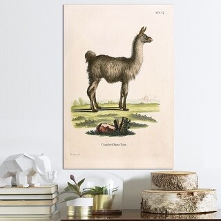 Designart "Vintage Drawing Of Lama" Animals Canvas Wall Art Print - Bed ...