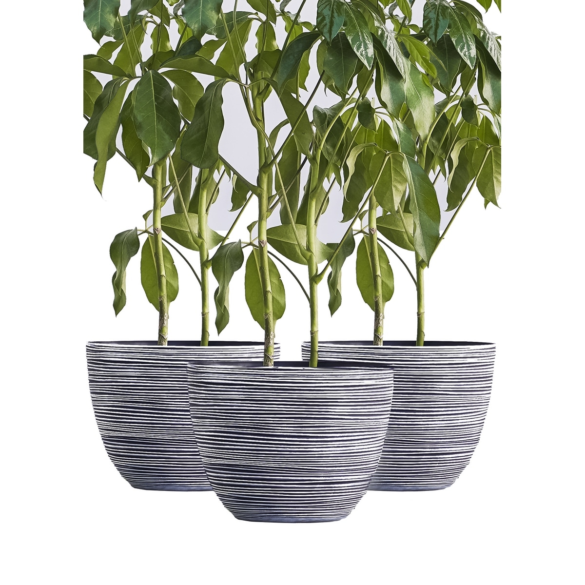 WYNDENHALL Avondale Mid Century Modern Bentwood Adjustable Swivel Bar ...