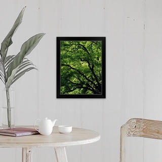 "Lush foliage of trees in summer, close up, White Pine Hollow Preserve ...