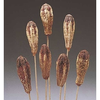 Mahogany Pod - Stem - Natural - Pack Of 20 - 1" x1" x 1" - Bed Bath ...