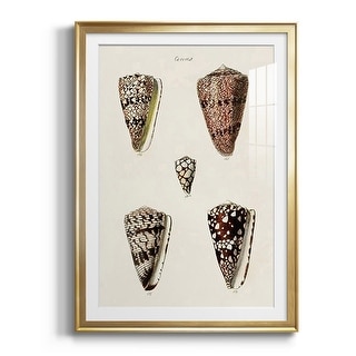 Cone Shell Collection III Premium Framed Print - Ready to Hang - Bed ...