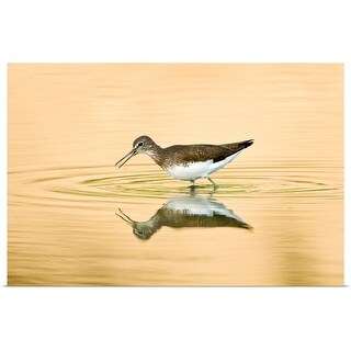 "Close up of a Wood sandpiper Tringa glareola in water Keoladeo ...