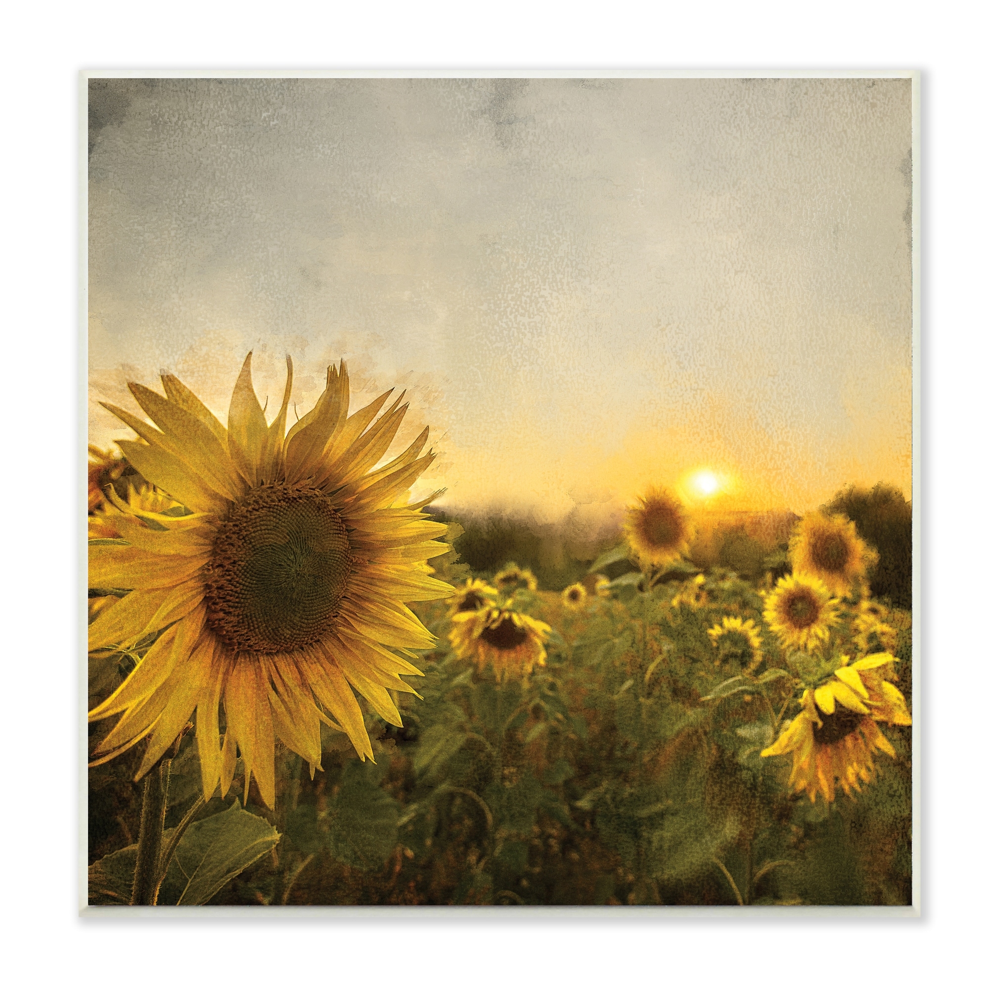 sunflower landscape