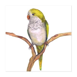 A watercolor of a green quaker parrot Illustrations Art Print/Poster ...