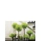 Sullivans Artificial Set of 3 Feather Fern Topiary Tree Set 23"H, 26"H ...