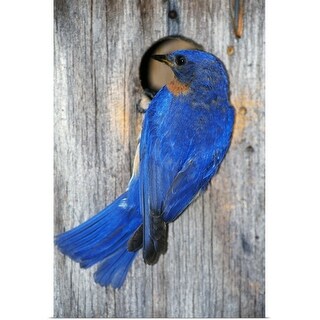 "Male Eastern Bluebird (Sialia Sialis) On Wooden Birdhouse" Poster ...