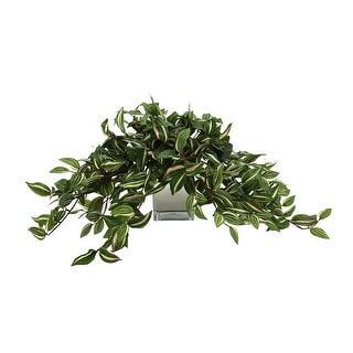 Ivy Arrangement in a Square Glass Pot - Green - Bed Bath & Beyond ...